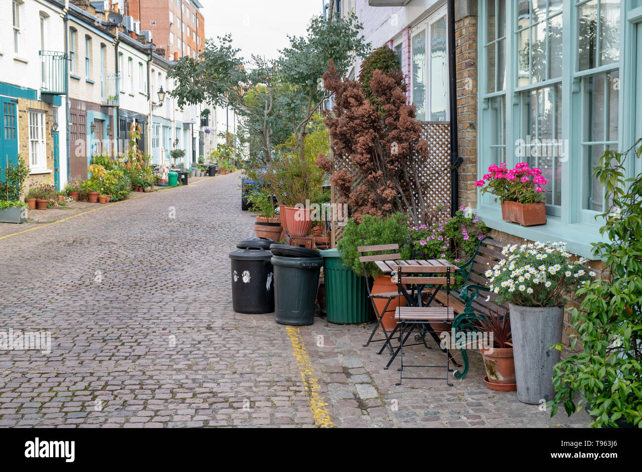 Small trees and shrubs in containers outside houses in Cranley mews ...