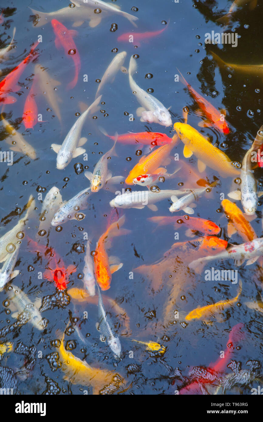 Koi aquatics hi-res stock photography and images - Alamy