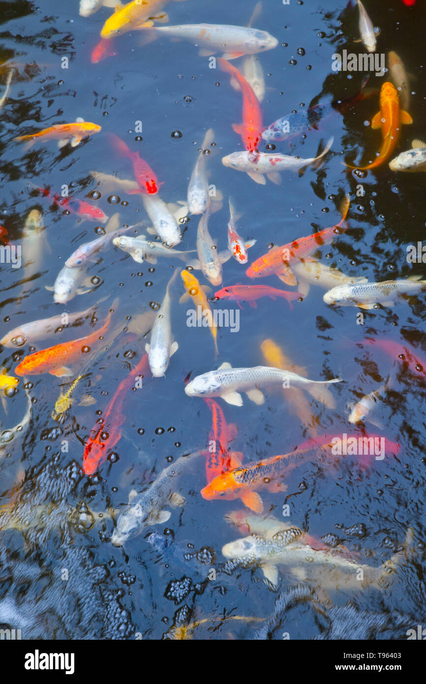Koi aquatics hi-res stock photography and images - Alamy
