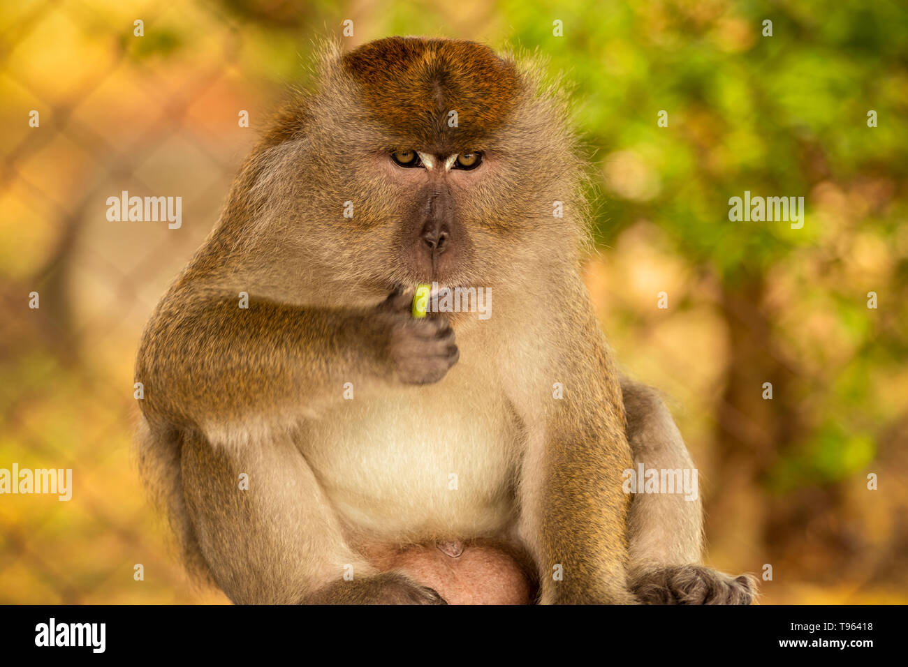 wild monkey at the mangrove of Langkawi, Malaysia Stock Photo - Alamy