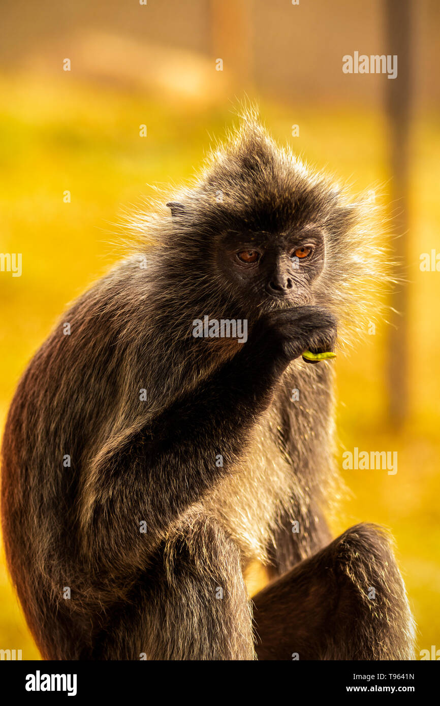 Portrait Silvered leaf monkey (Trachypithecus cristatus) or Silvery ...