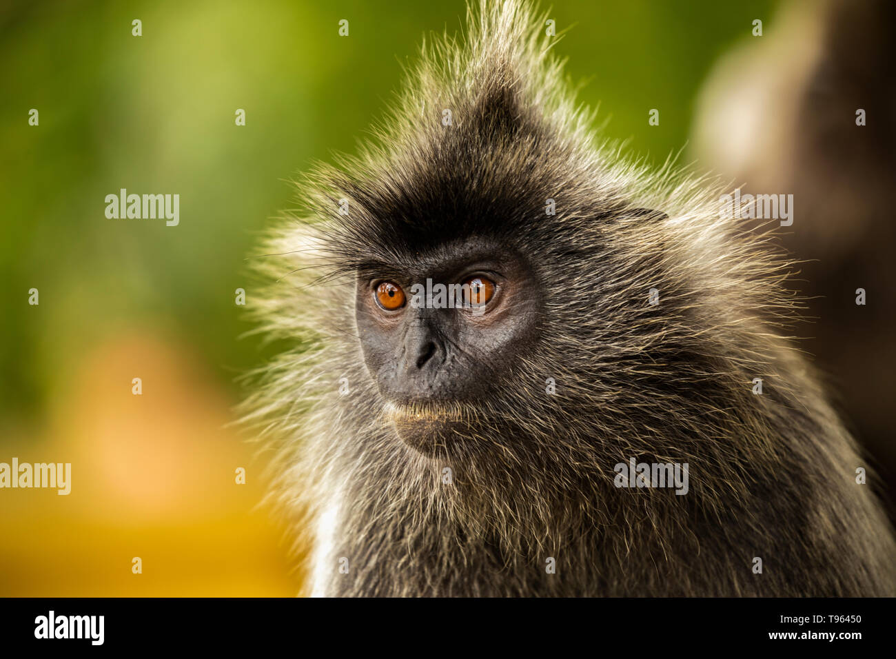 Portrait Silvered leaf monkey (Trachypithecus cristatus) or Silvery ...