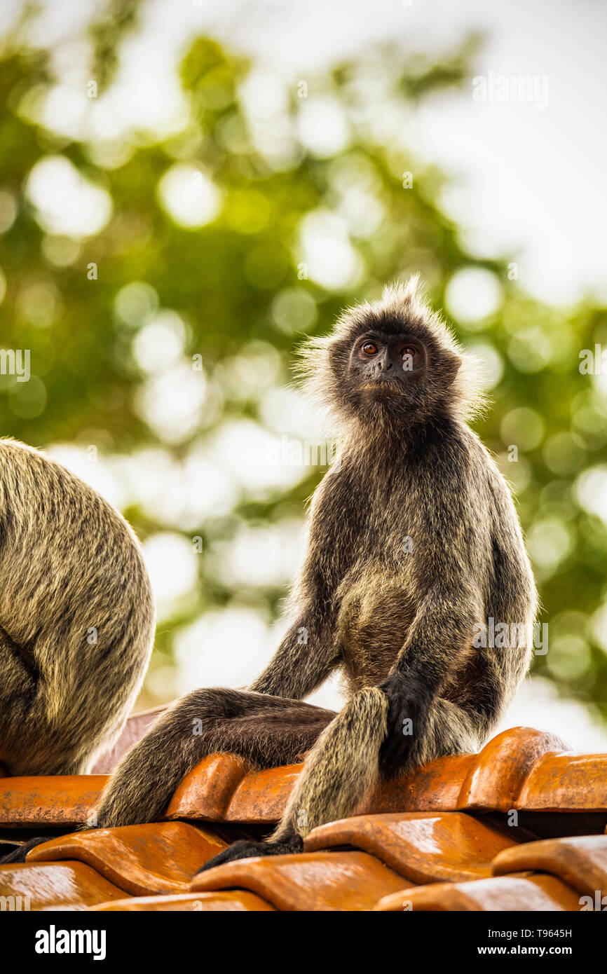 Portrait Silvered leaf monkey (Trachypithecus cristatus) or Silvery ...