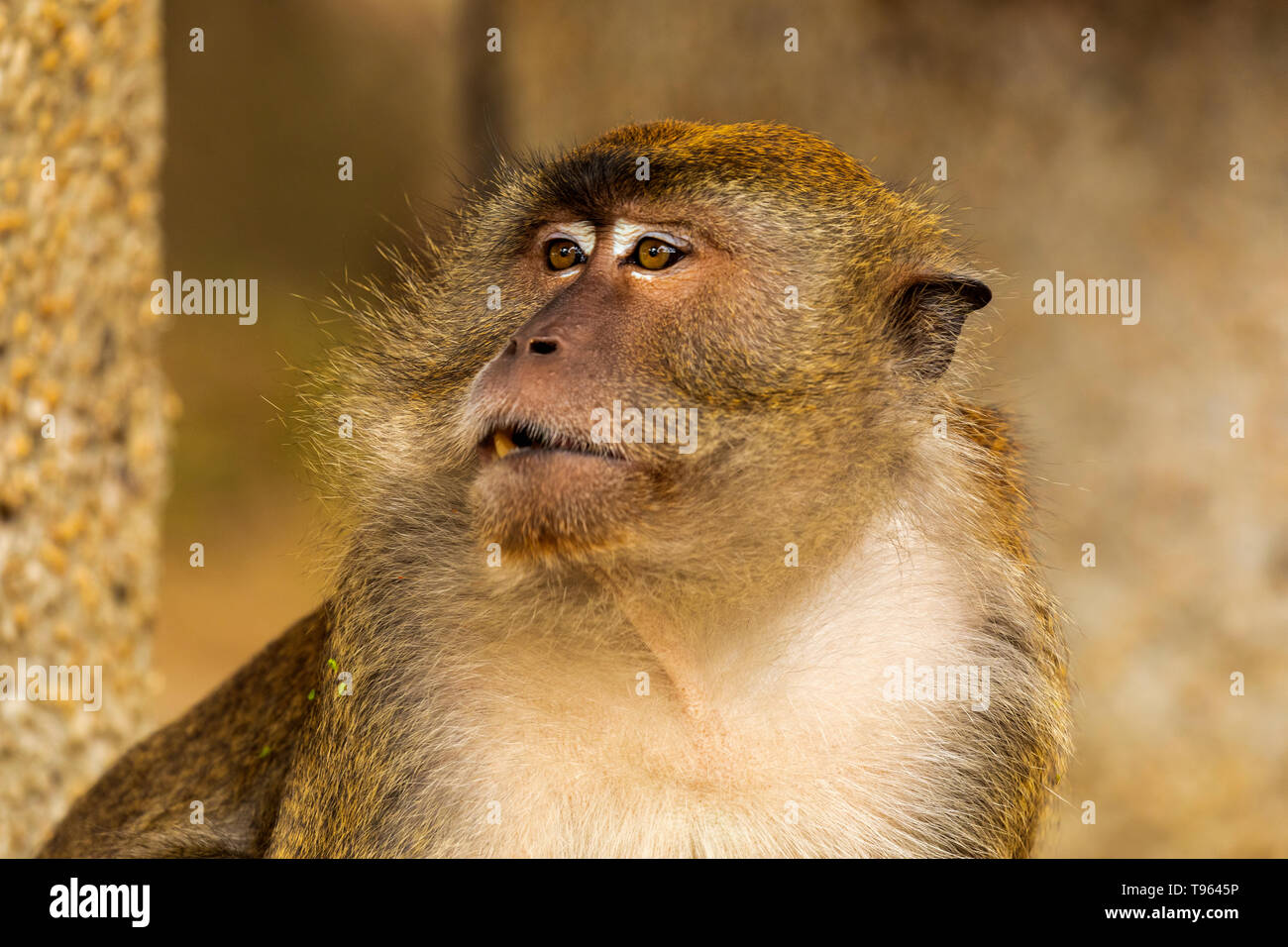 wild monkey at the mangrove of Langkawi, Malaysia Stock Photo - Alamy