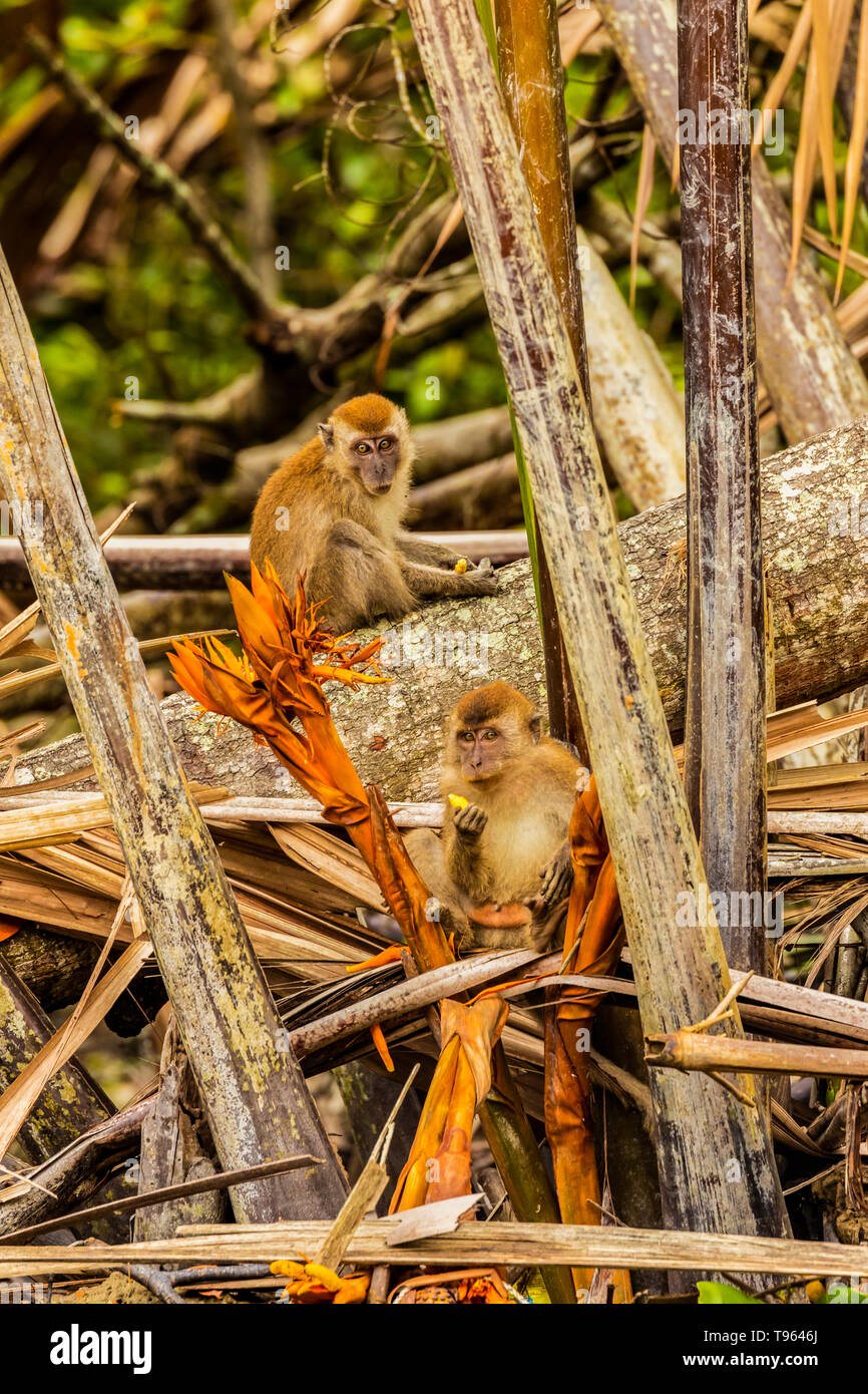 wild monkey at the mangrove of Langkawi, Malaysia Stock Photo - Alamy