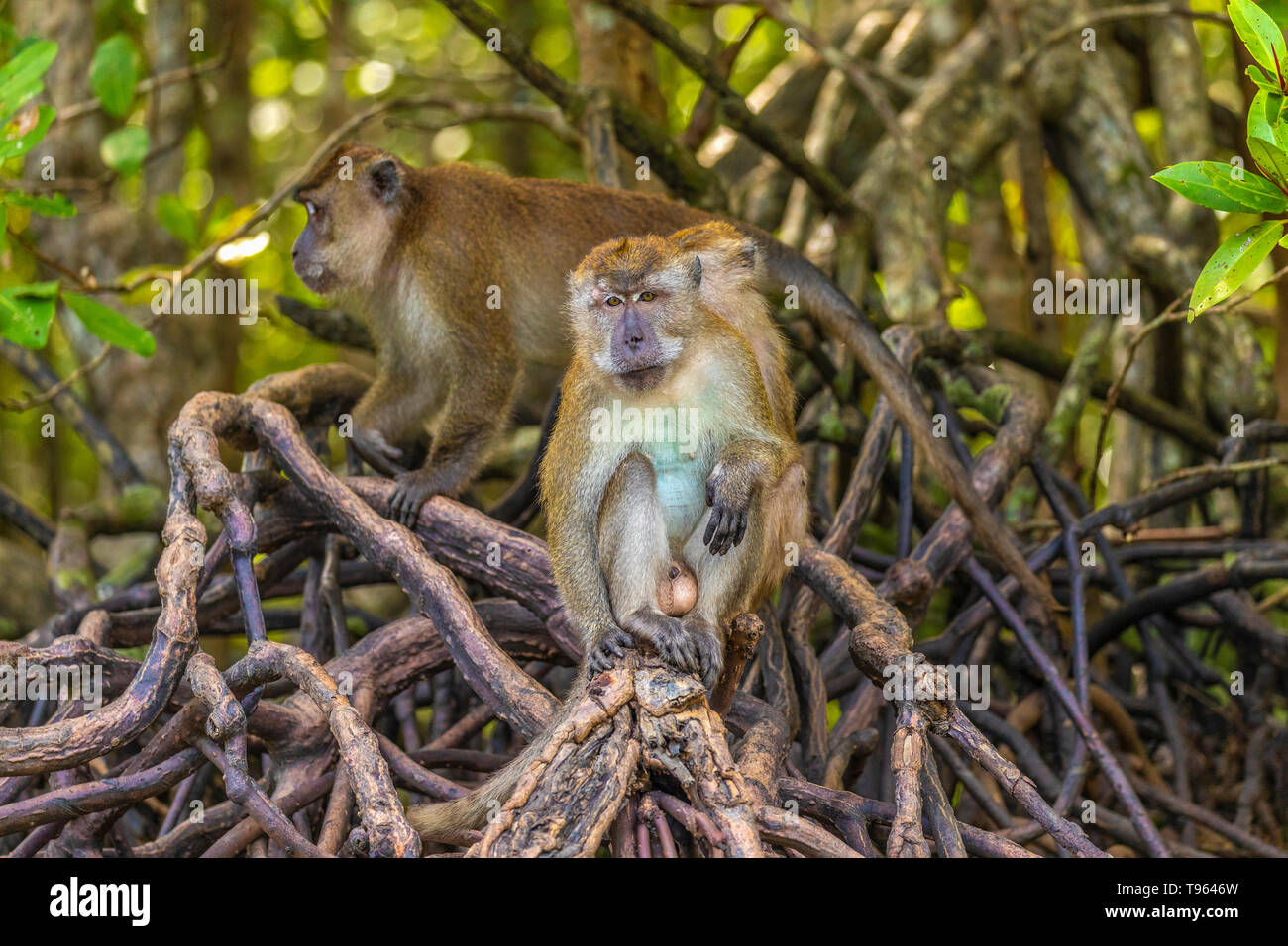 wild monkey at the mangrove of Langkawi, Malaysia Stock Photo - Alamy
