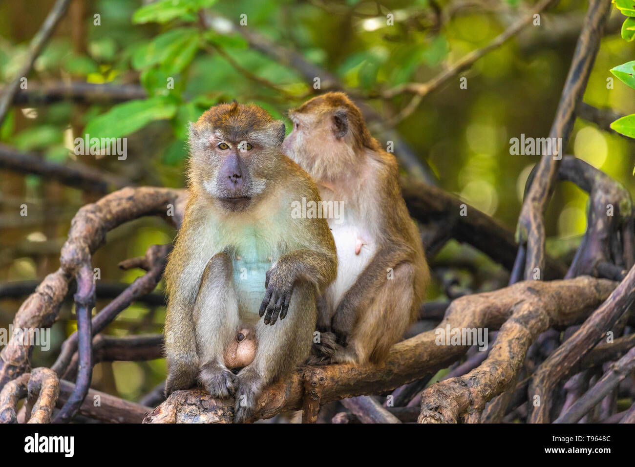 wild monkey at the mangrove of Langkawi, Malaysia Stock Photo - Alamy