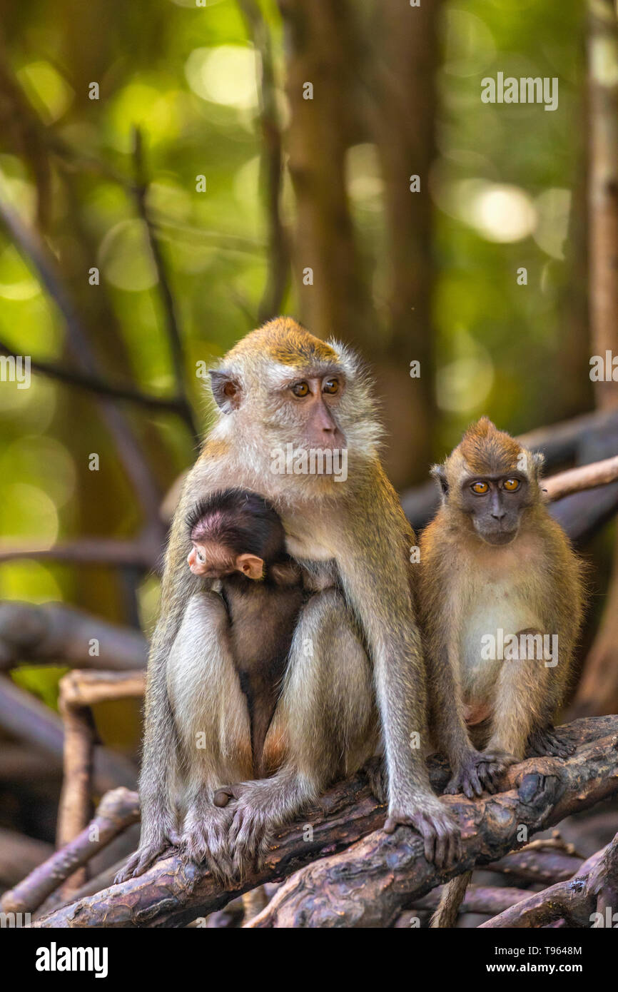 wild monkey at the mangrove of Langkawi, Malaysia Stock Photo - Alamy