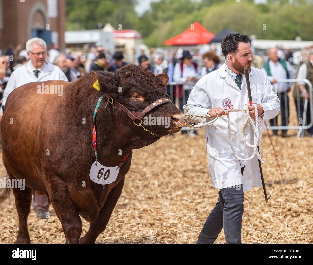 Herdsman with cattle driving stick and Ruby Red Devon bull at the Devon ...