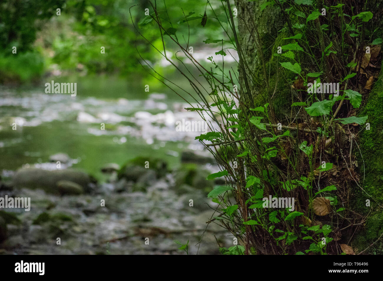 Bqla reka (white river Stock Photo - Alamy