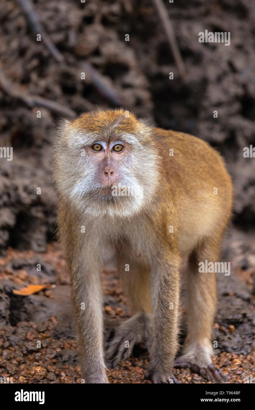 wild monkey at the mangrove of Langkawi, Malaysia Stock Photo - Alamy