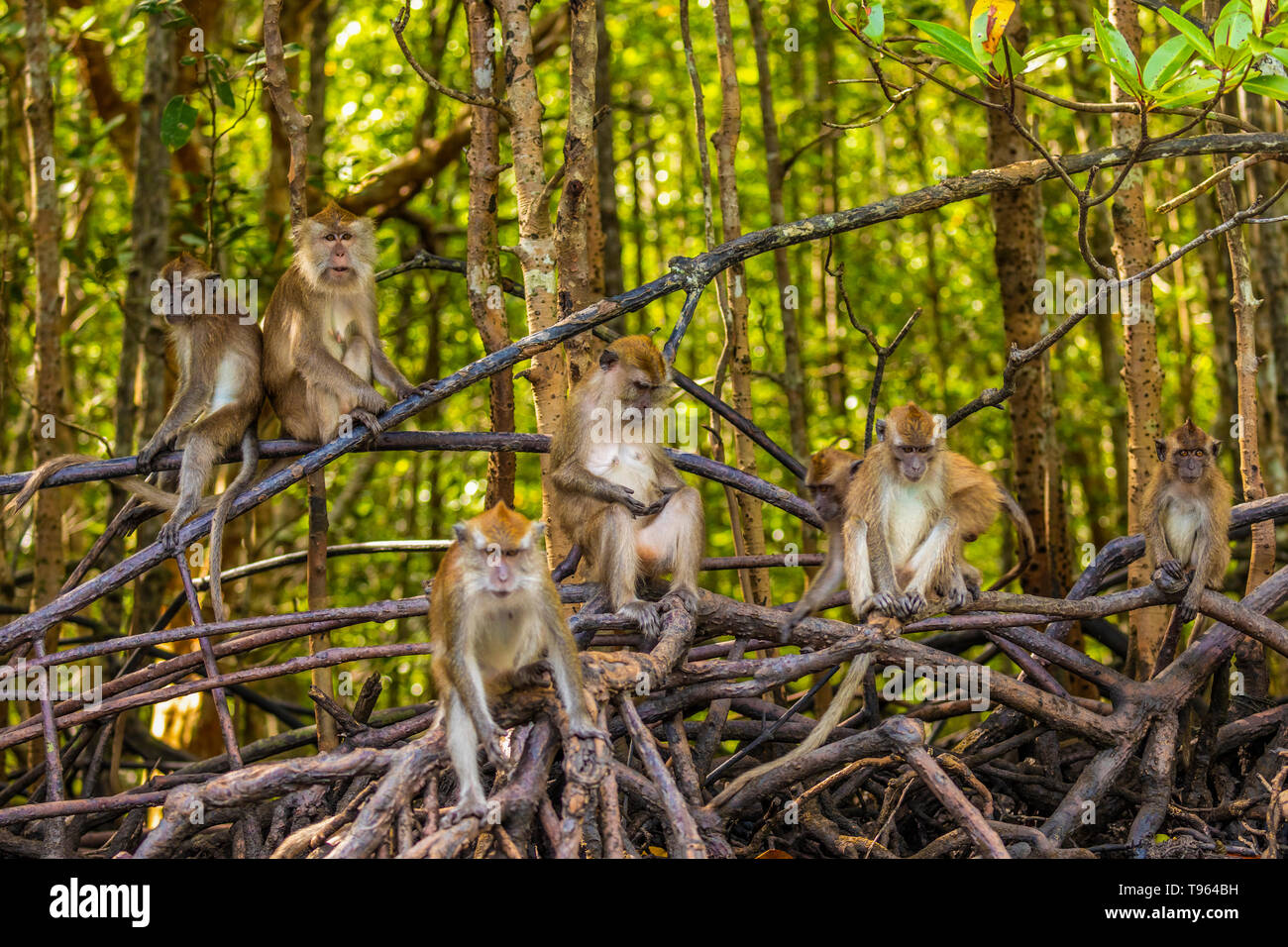 wild monkey at the mangrove of Langkawi, Malaysia Stock Photo - Alamy