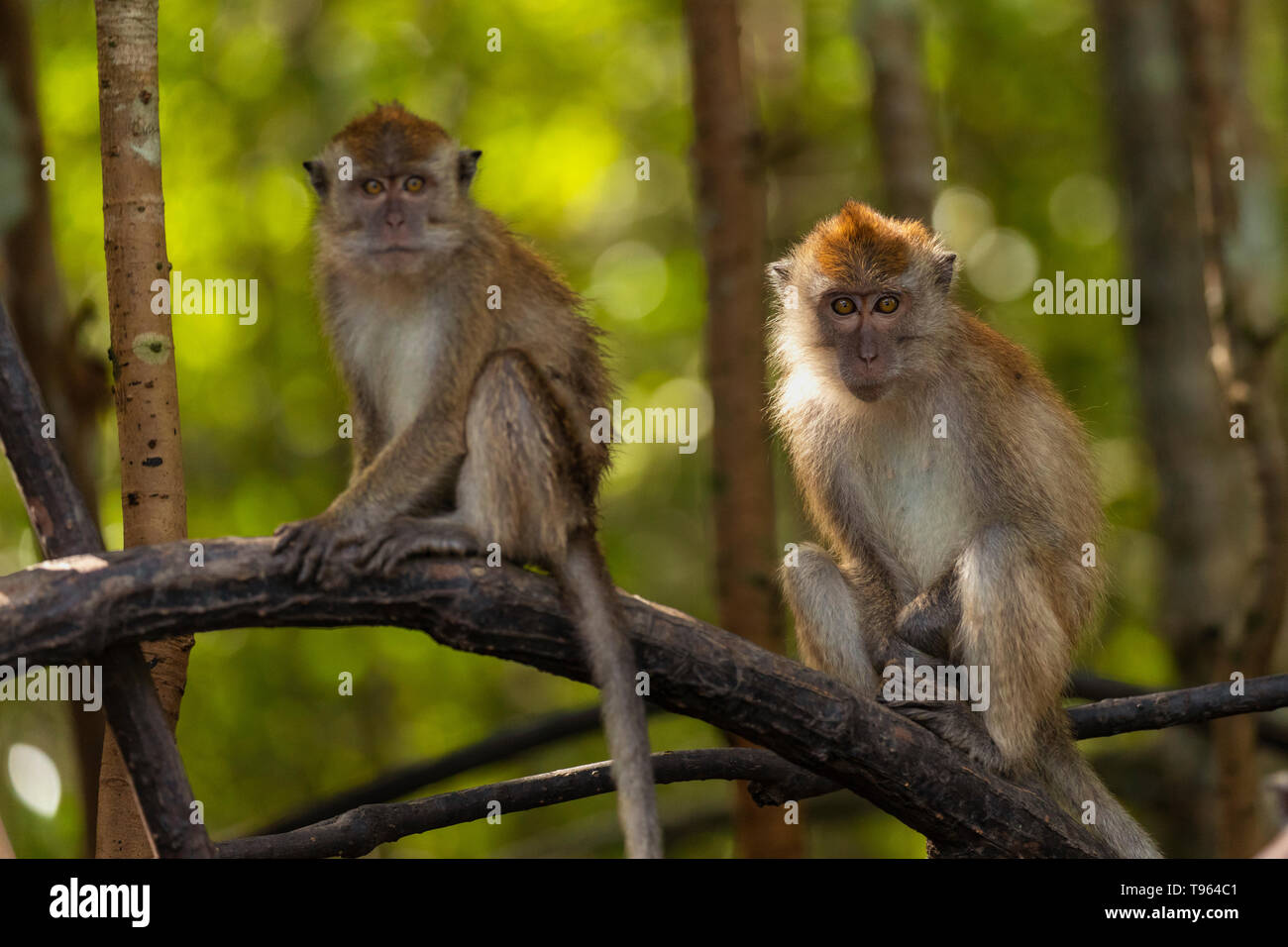 wild monkey at the mangrove of Langkawi, Malaysia Stock Photo - Alamy