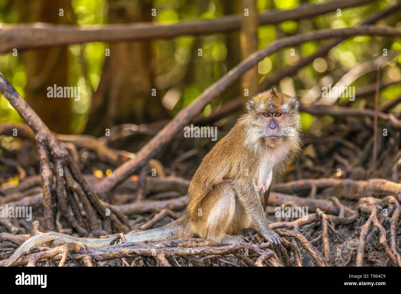wild monkey at the mangrove of Langkawi, Malaysia Stock Photo - Alamy