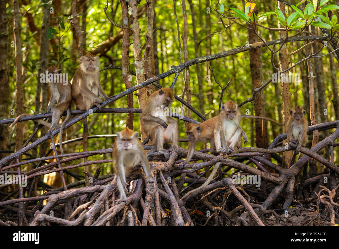 Monkeys langkawi malaysia hi-res stock photography and images - Alamy