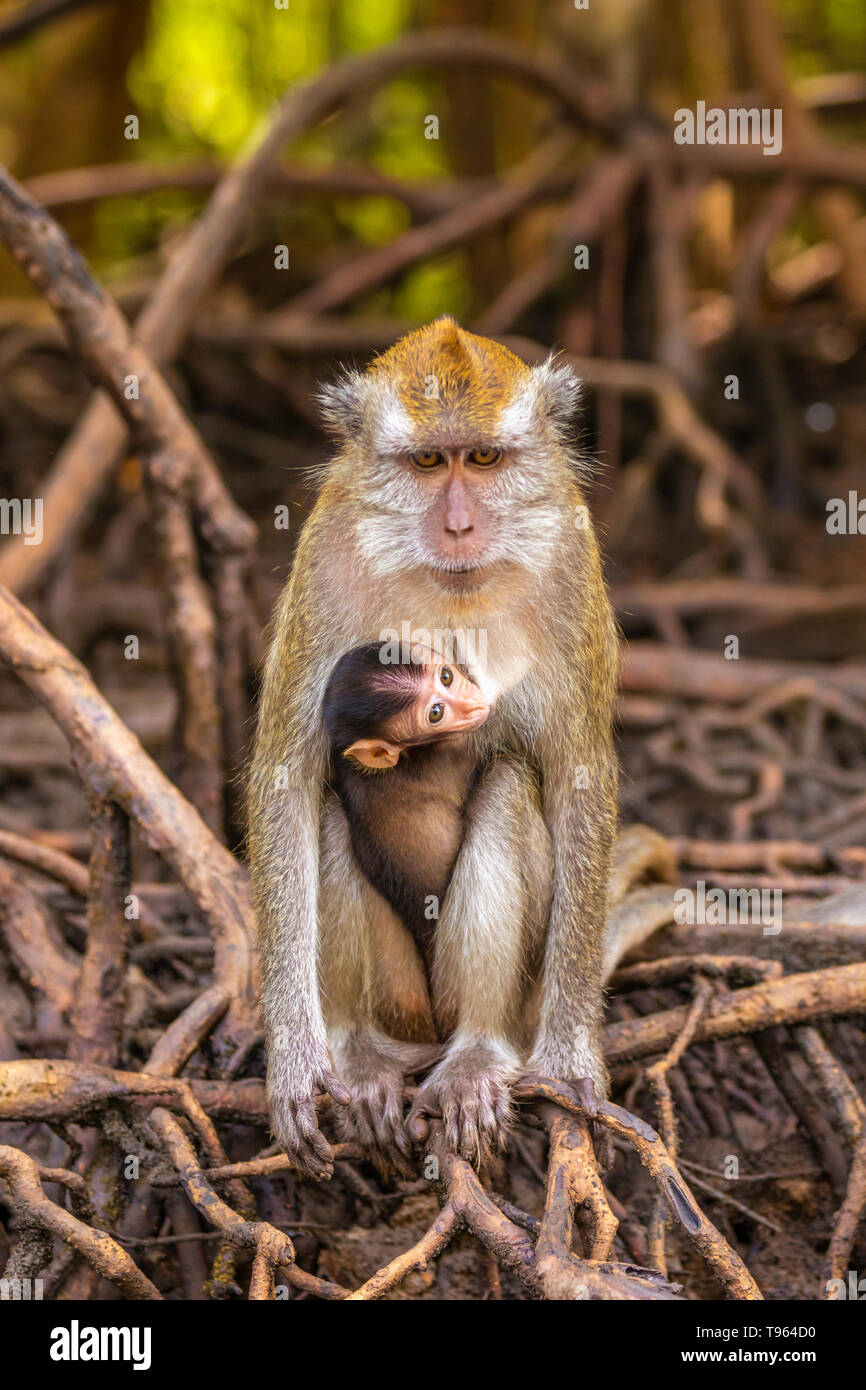 wild monkey at the mangrove of Langkawi, Malaysia Stock Photo - Alamy