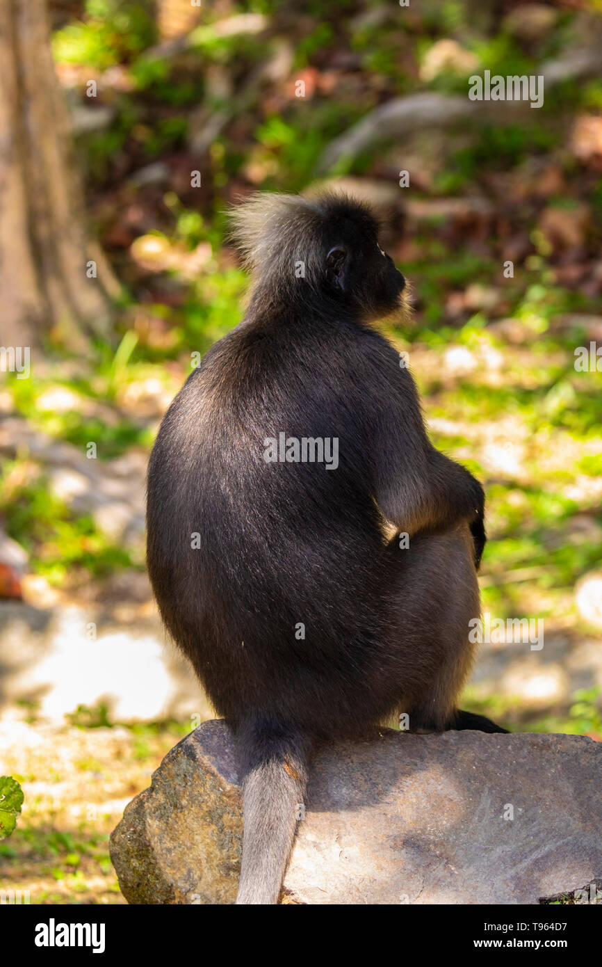 Portrait Silvered leaf monkey (Trachypithecus cristatus) or Silvery ...