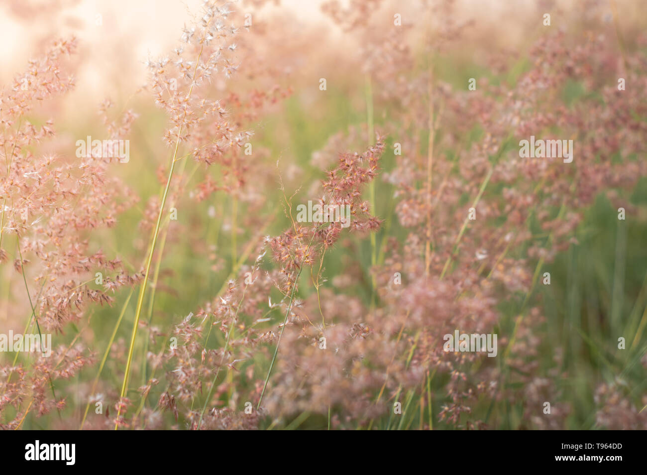 Natural floral hi-res stock photography and images - Alamy