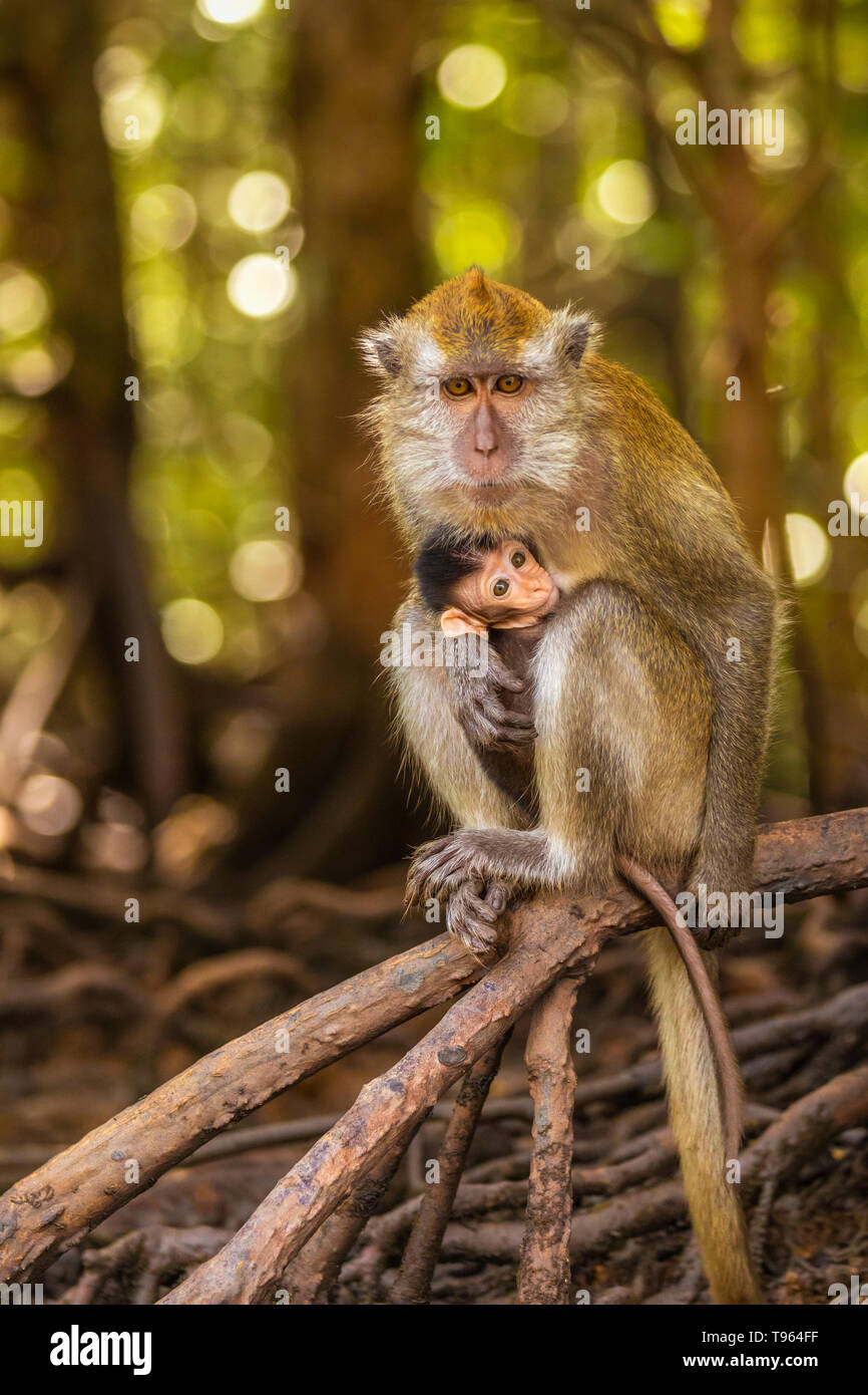 wild monkey at the mangrove of Langkawi, Malaysia Stock Photo - Alamy