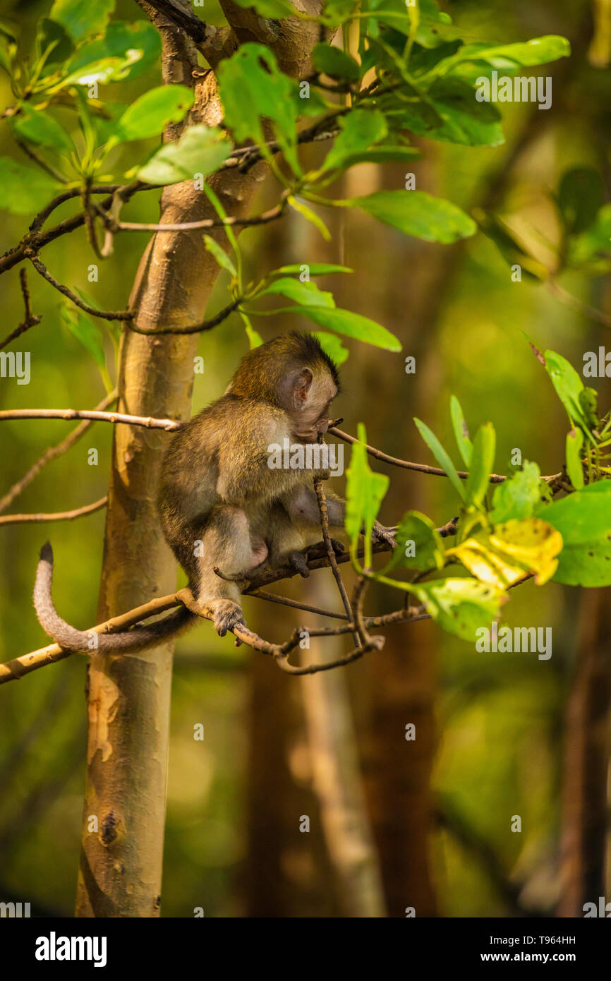 wild monkey at the mangrove of Langkawi, Malaysia Stock Photo - Alamy