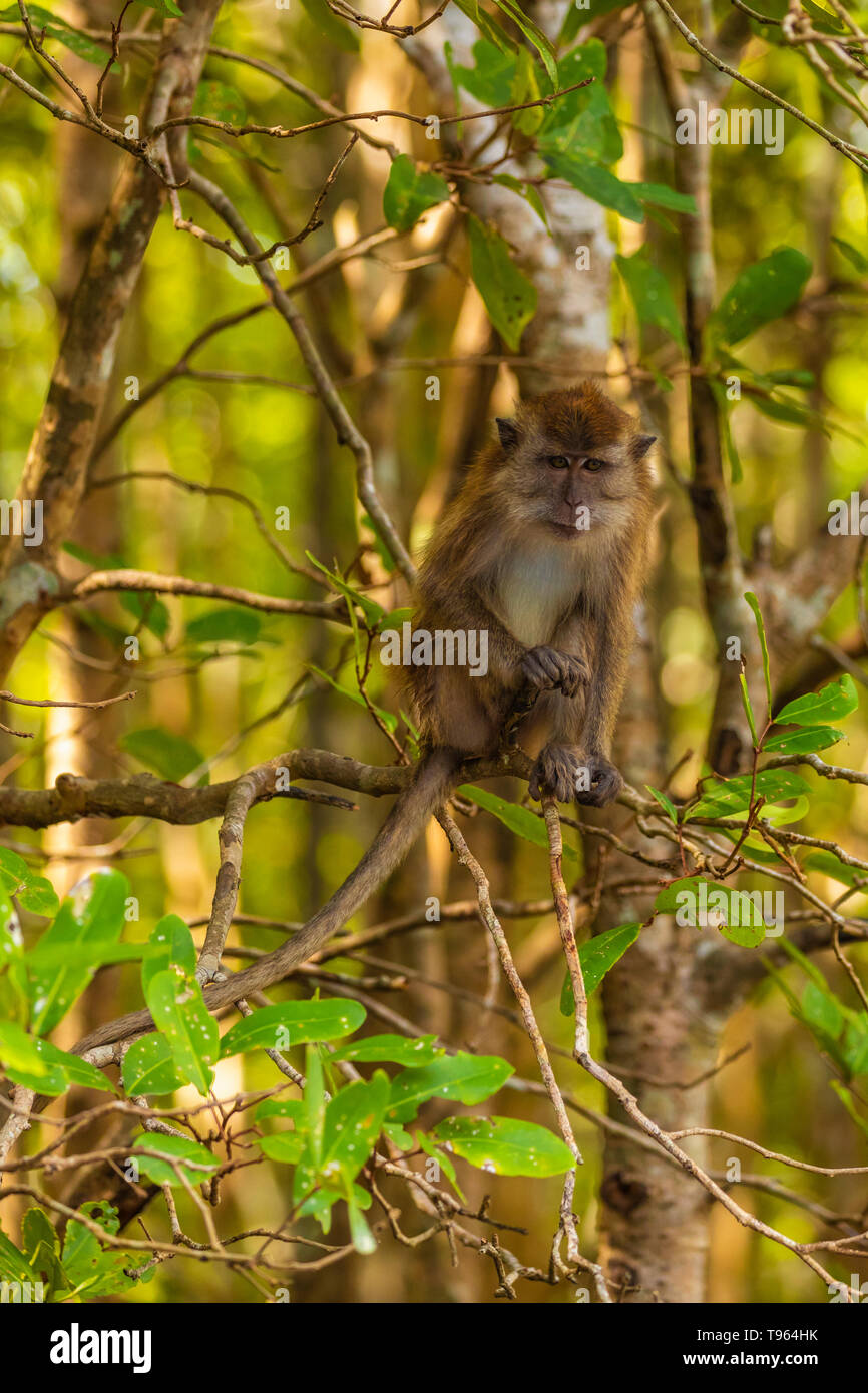 wild monkey at the mangrove of Langkawi, Malaysia Stock Photo - Alamy