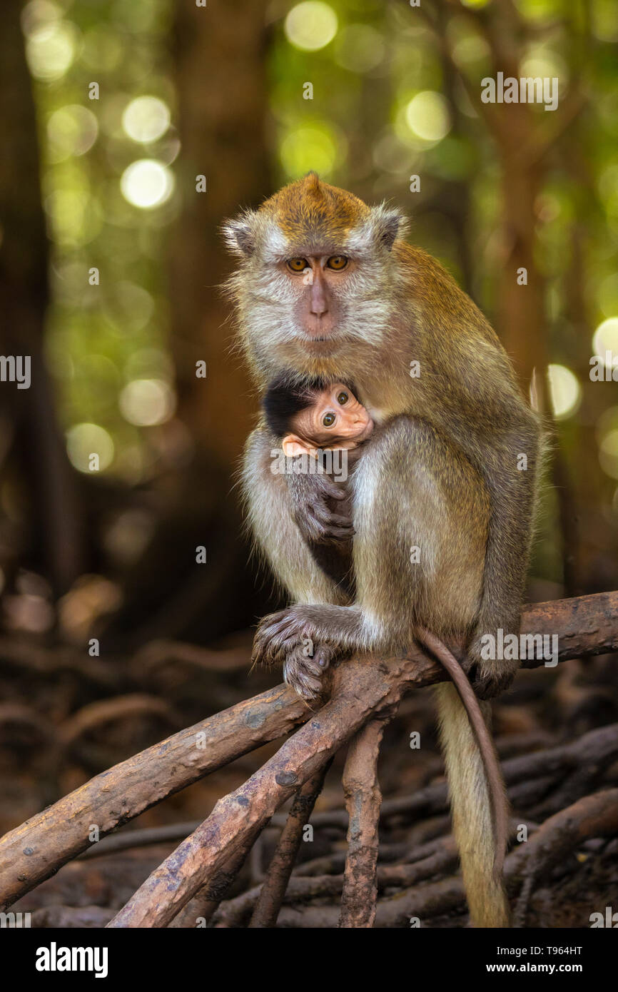 Monkeys langkawi malaysia hi-res stock photography and images - Alamy