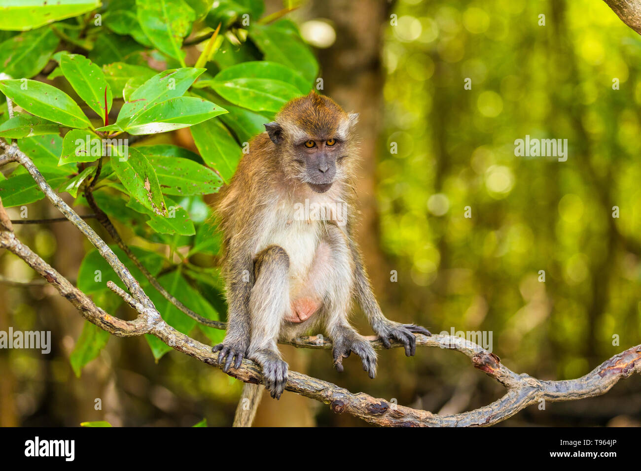 wild monkey at the mangrove of Langkawi, Malaysia Stock Photo - Alamy
