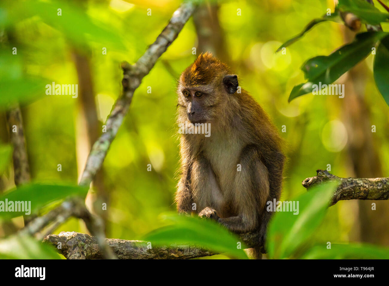 wild monkey at the mangrove of Langkawi, Malaysia Stock Photo - Alamy