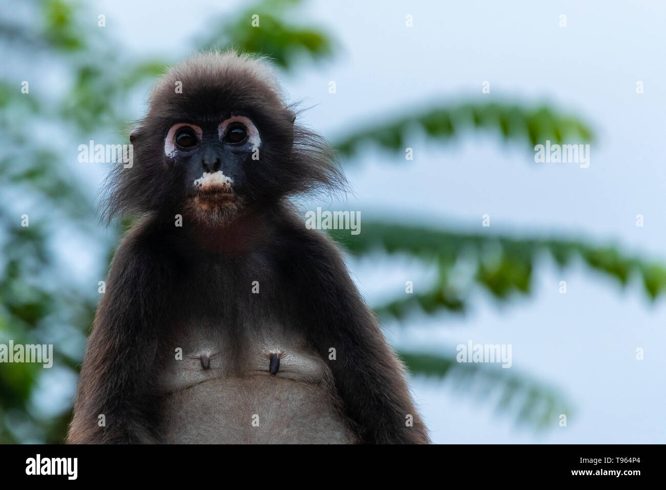 langur monkey wildlife sitting in a tree Stock Photo - Alamy