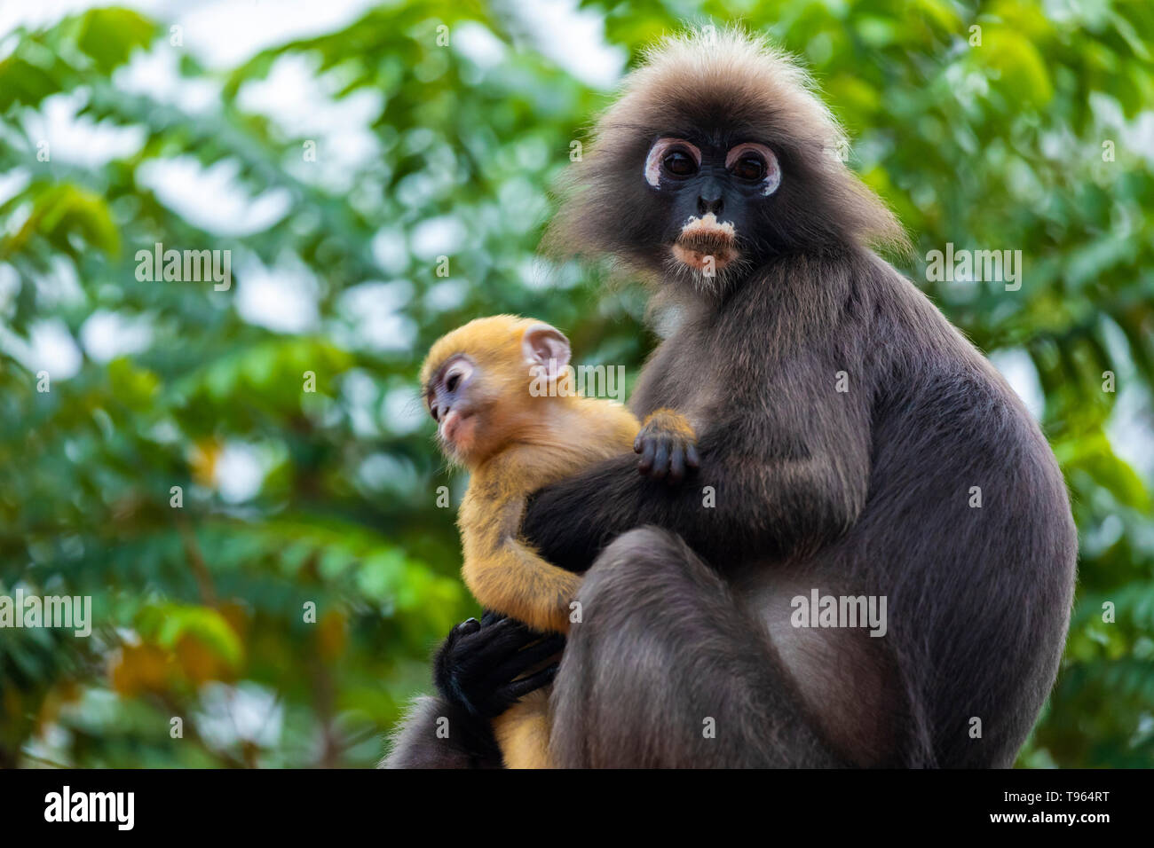 Family of dusky leaf monkey or spectacled langur with yellow baby ...