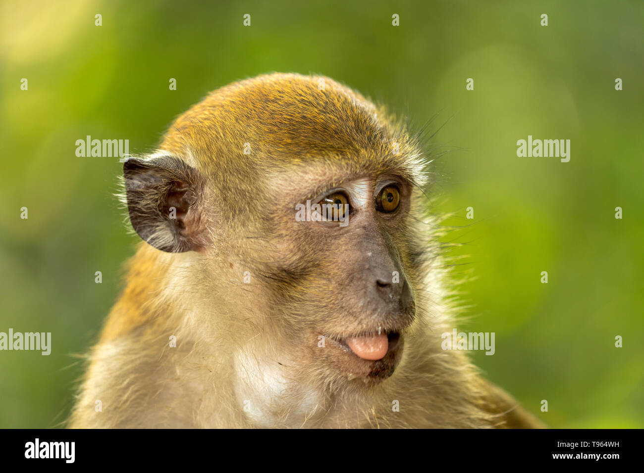 wild monkey at the mangrove of Langkawi, Malaysia Stock Photo - Alamy