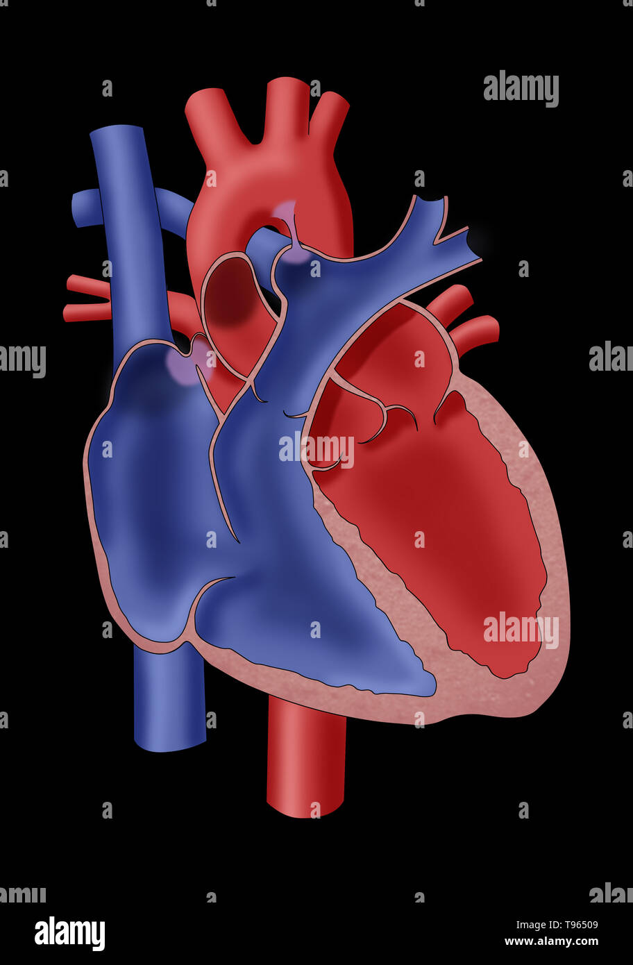 Illustration depicting the heart of a newborn baby Stock Photo - Alamy