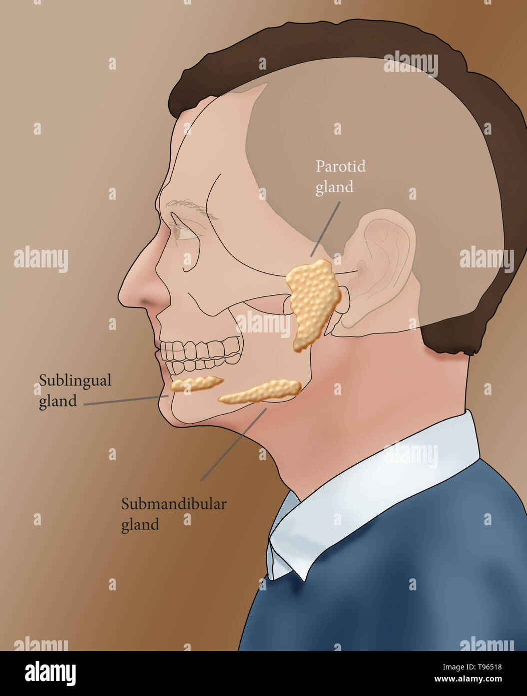 Salivary glands hi-res stock photography and images - Alamy