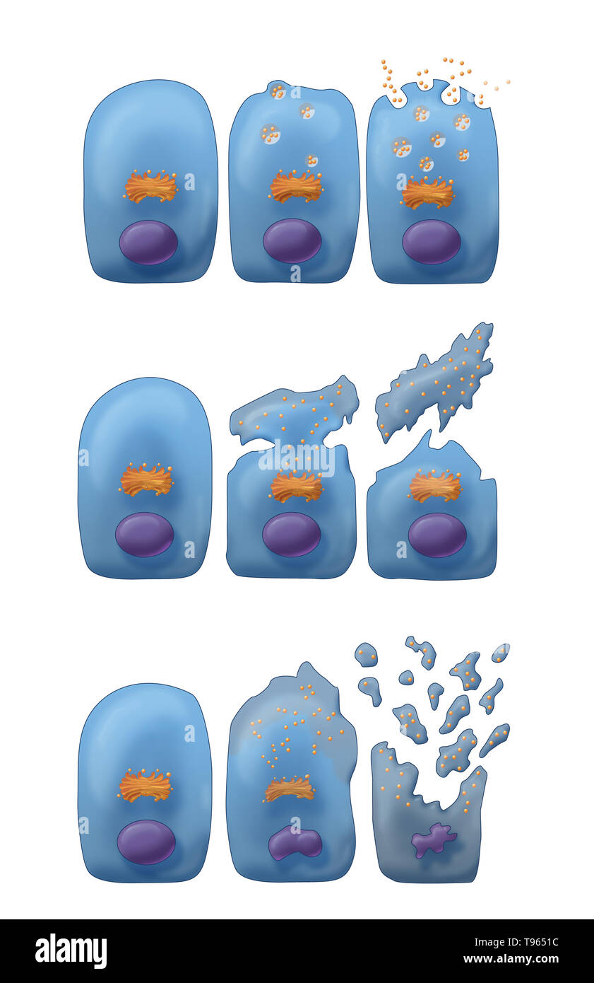 Illustration showing the three types of exocrine secretion (top to ...