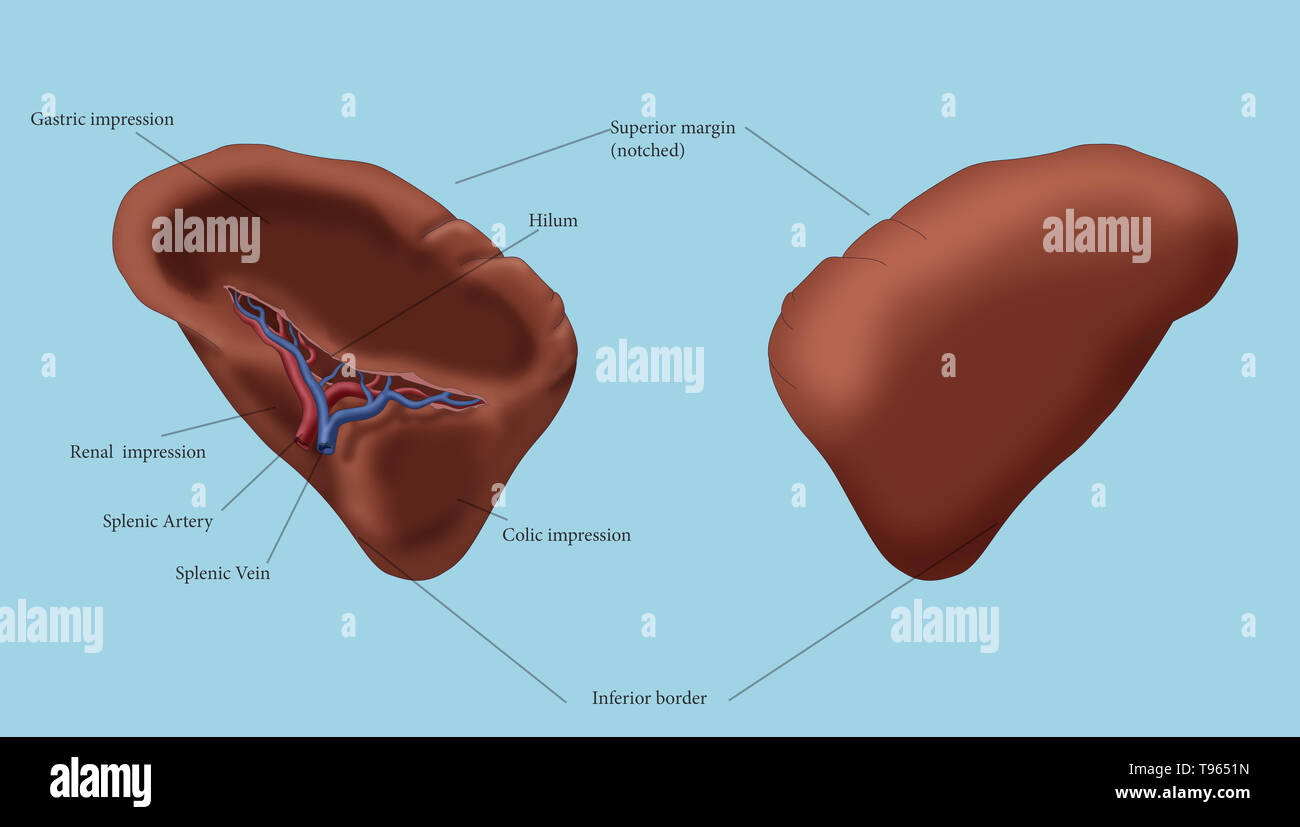 Illustration of the spleen, with various parts labeled Stock Photo - Alamy