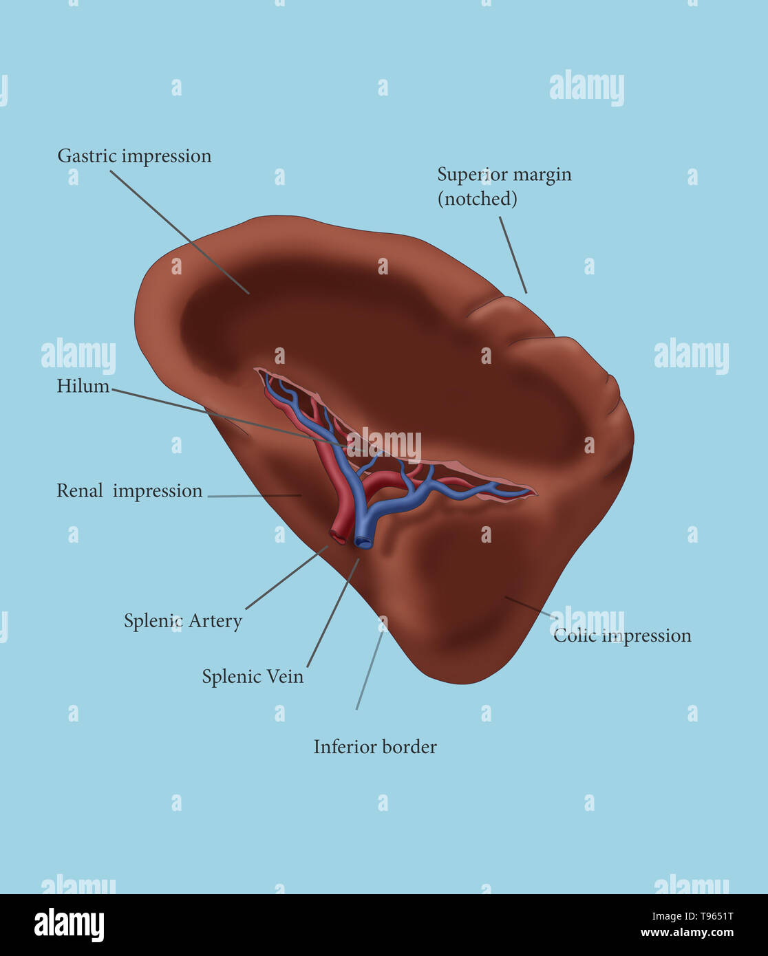 Illustration of the spleen, with various parts labeled Stock Photo - Alamy