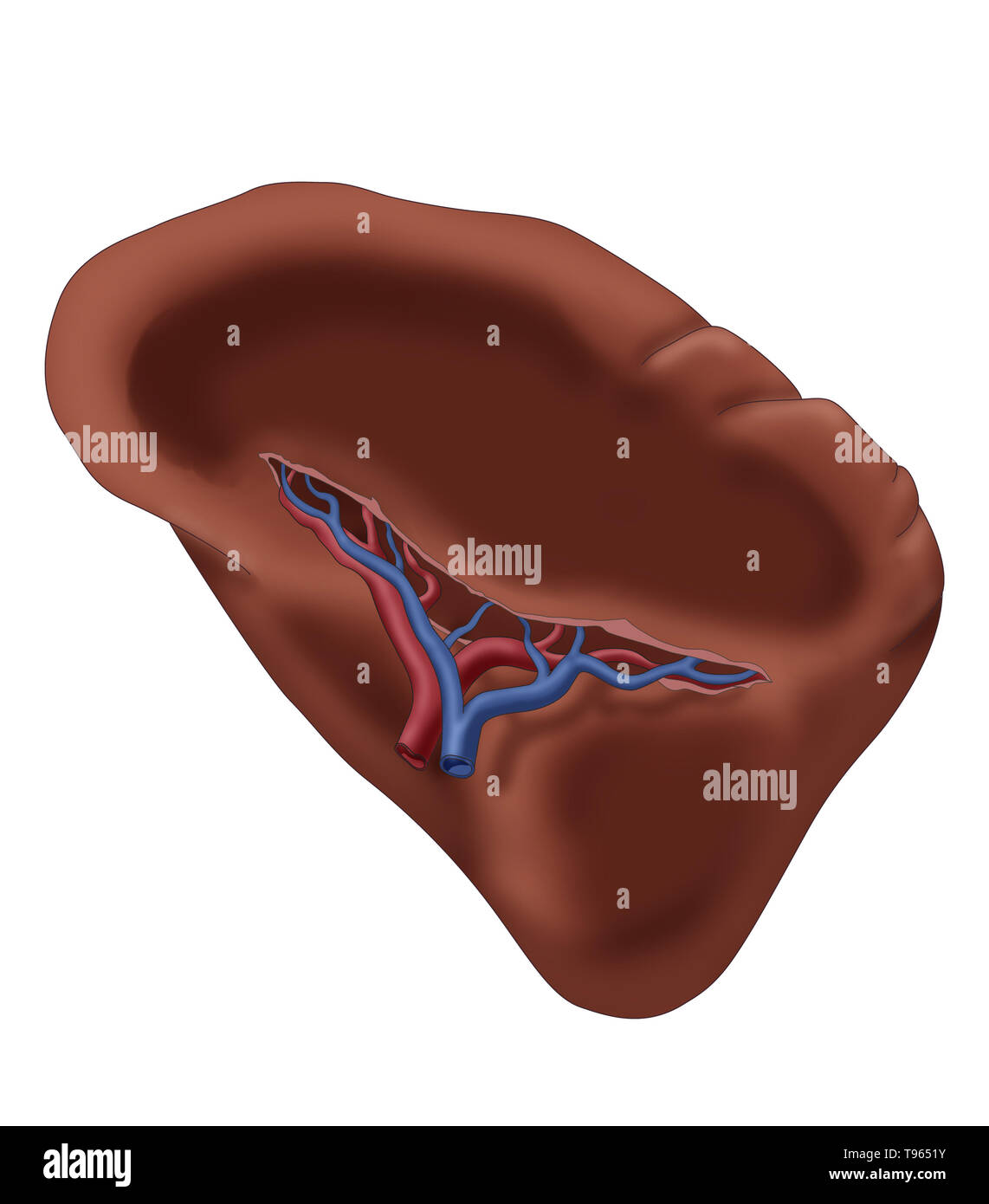 Illustration of the spleen Stock Photo - Alamy