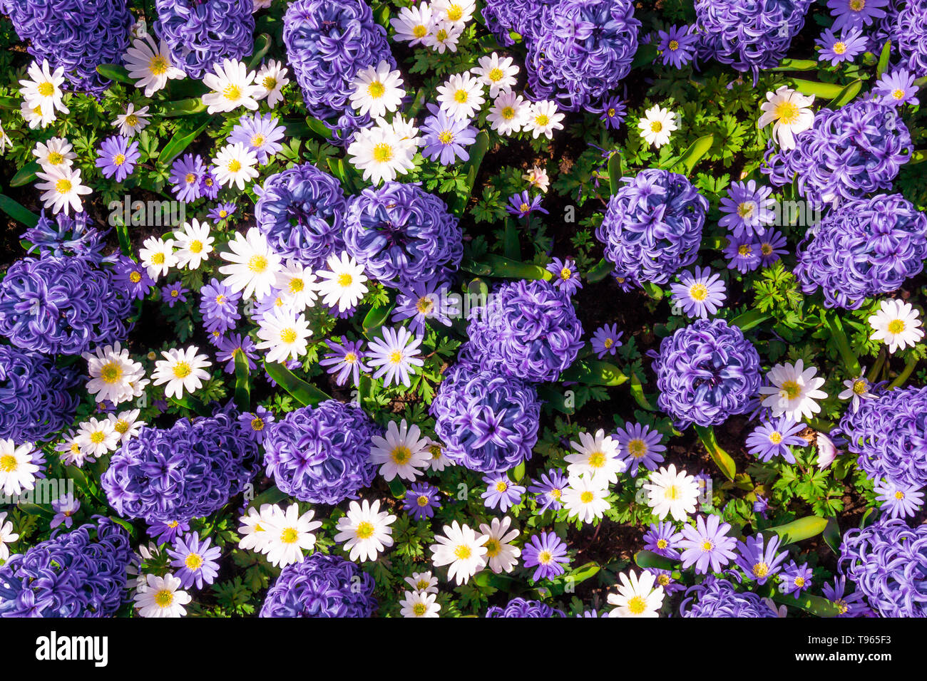 Beautiful spring blue flowers Stock Photo - Alamy