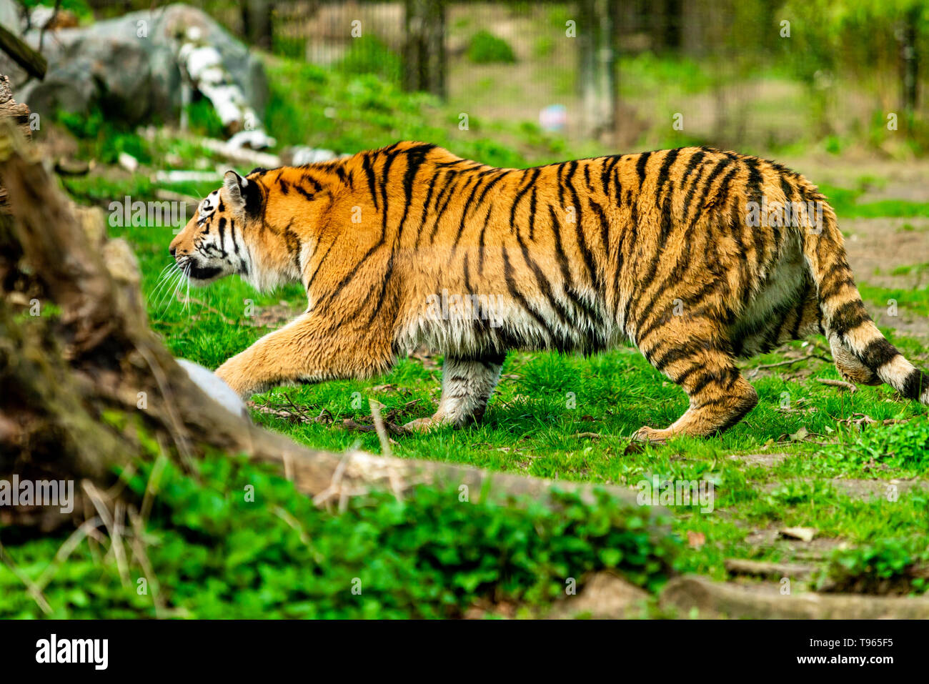 beautiful tiger in zoo. tiger in the natur Stock Photo - Alamy