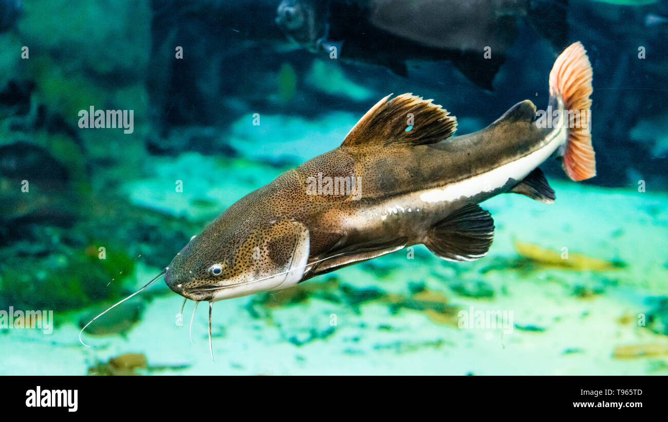 catfish in the aquarium Stock Photo - Alamy