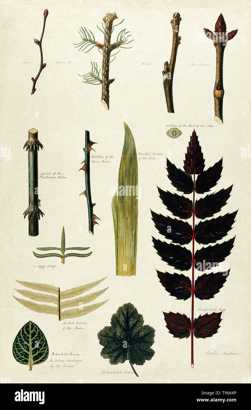 Parallel Leaves Examples