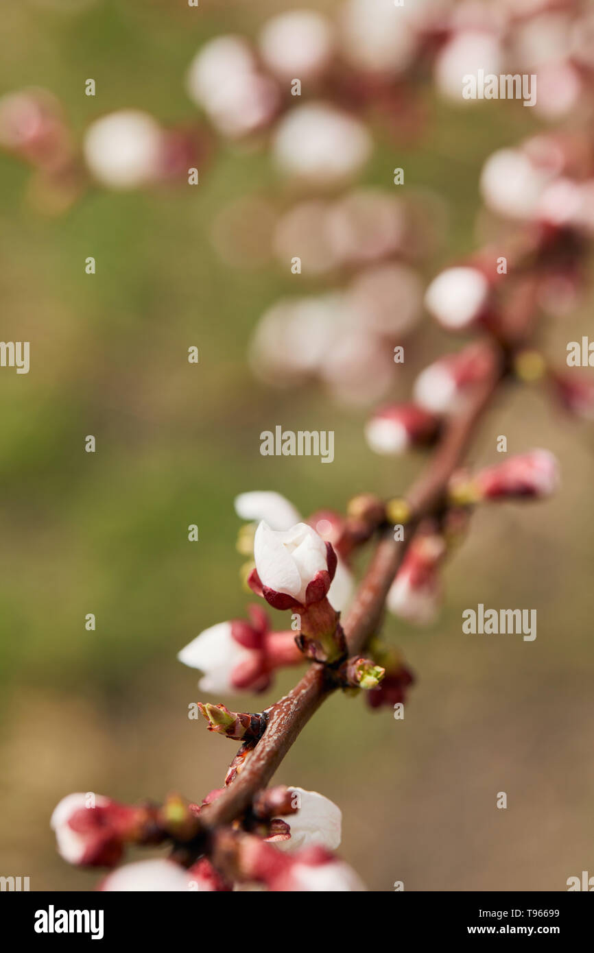 Closed flower buds hi-res stock photography and images - Alamy