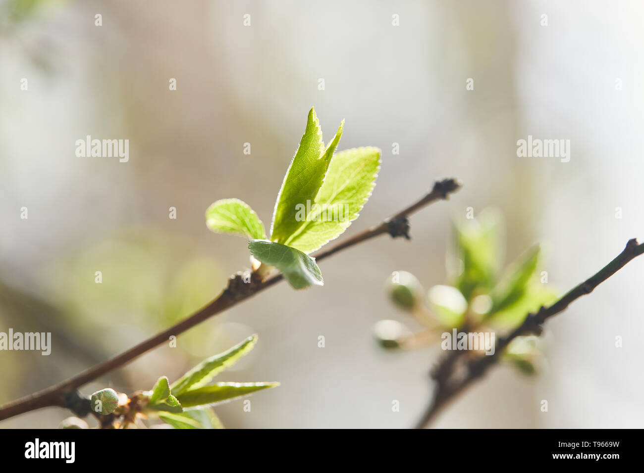 selective focus of tree branches with green leaves in sunshine Stock ...
