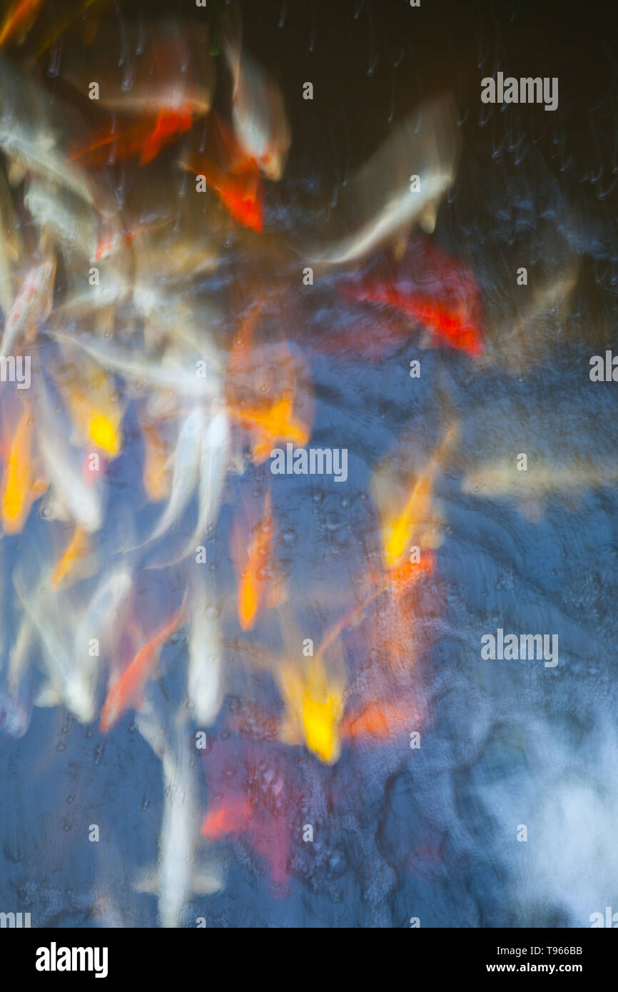 Koi aquatics hi-res stock photography and images - Alamy