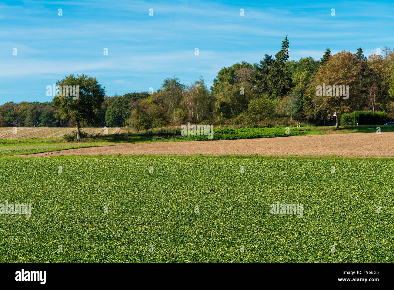 rural landscape. field and grass Stock Photo - Alamy