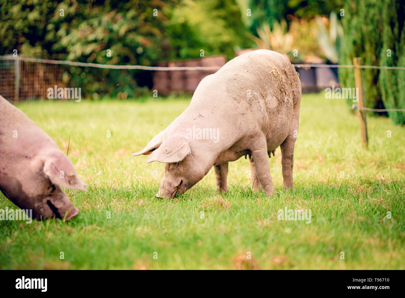 pigs in field. Healthy pig on meadow Stock Photo - Alamy