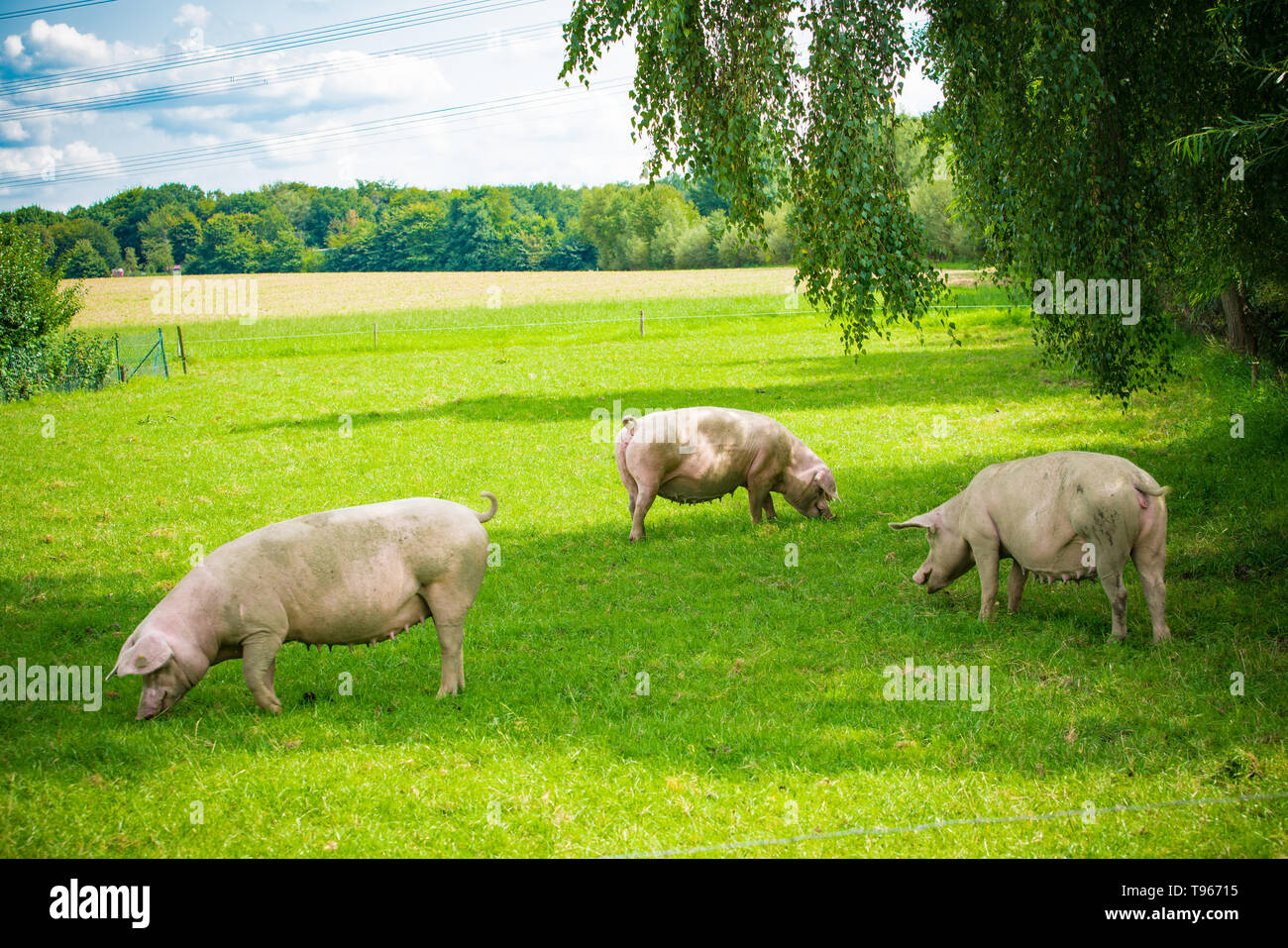 pigs in field. Healthy pig on meadow Stock Photo - Alamy