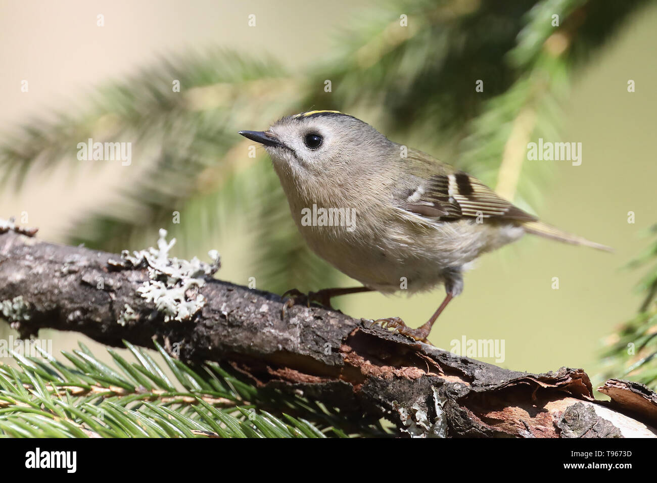 Small compact bird hi-res stock photography and images - Alamy