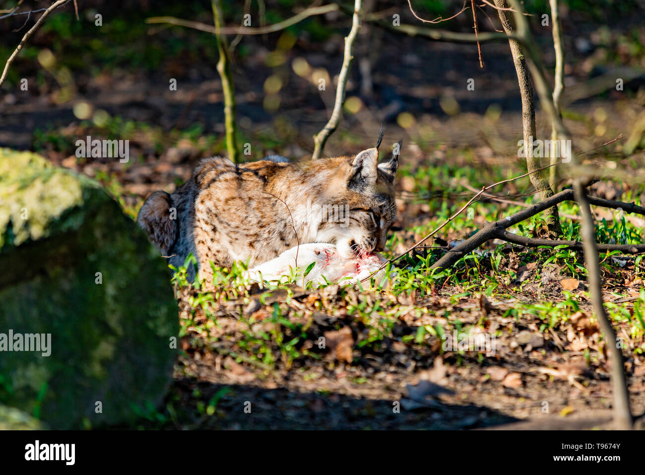 Lynx eating. Lynx lynx with prey in the mouth Stock Photo - Alamy