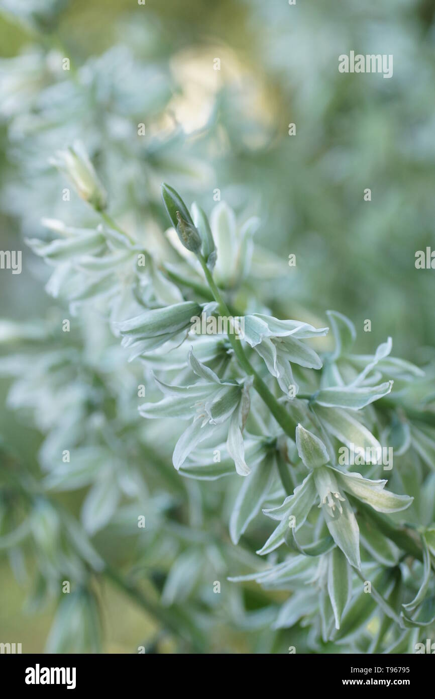 Drooping british flag hi-res stock photography and images - Alamy